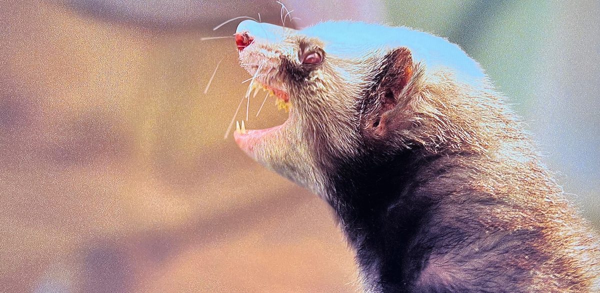 Min #10 - First Look - Mollaka, Carter, & Mongoose - Casino Royale